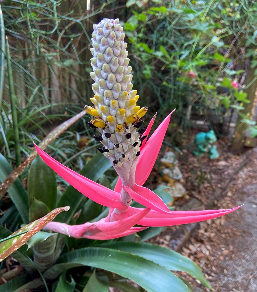 Bromeliad (Aechmea maculata) - Garden.org