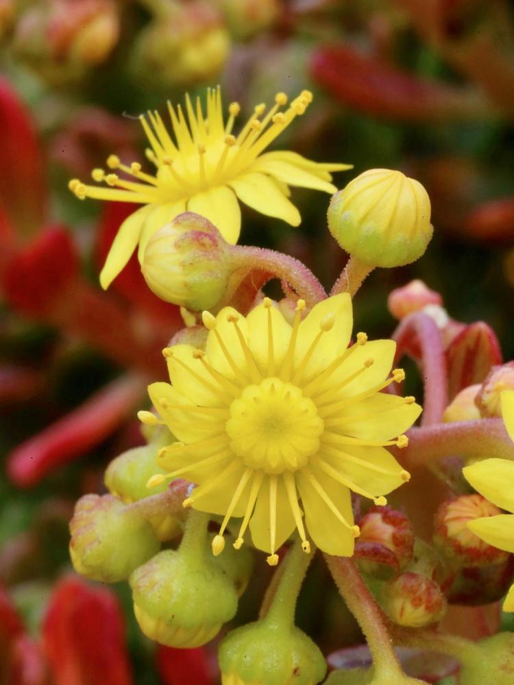 Aeonium x loartei in the Aeoniums Database - Garden.org