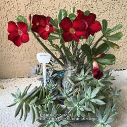 Desert Rose (Adenium 'Red') in the Adeniums Database - Garden.org