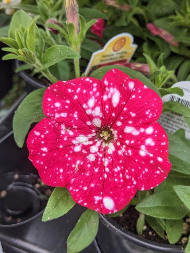 Photo of the bloom of Petunia Headliner™ Strawberry Sky posted by Joy ...