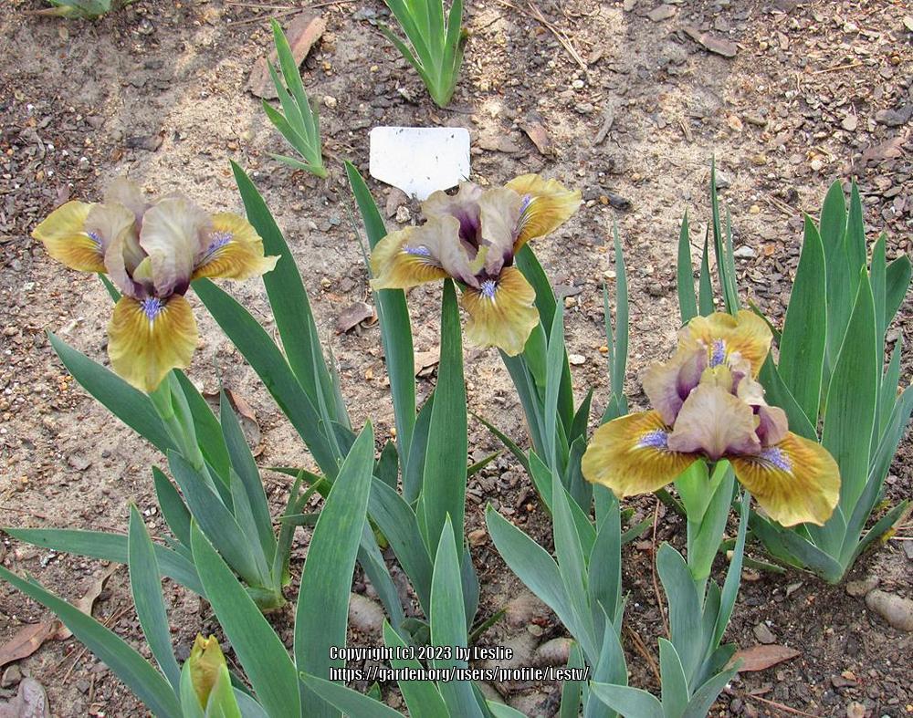 Under the Carolina Moon (2023) in the Irises forum - Garden.org