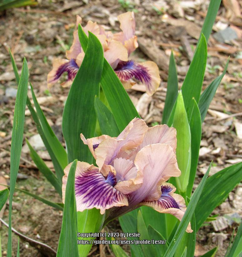 Under the Carolina Moon (2023) in the Irises forum - Garden.org