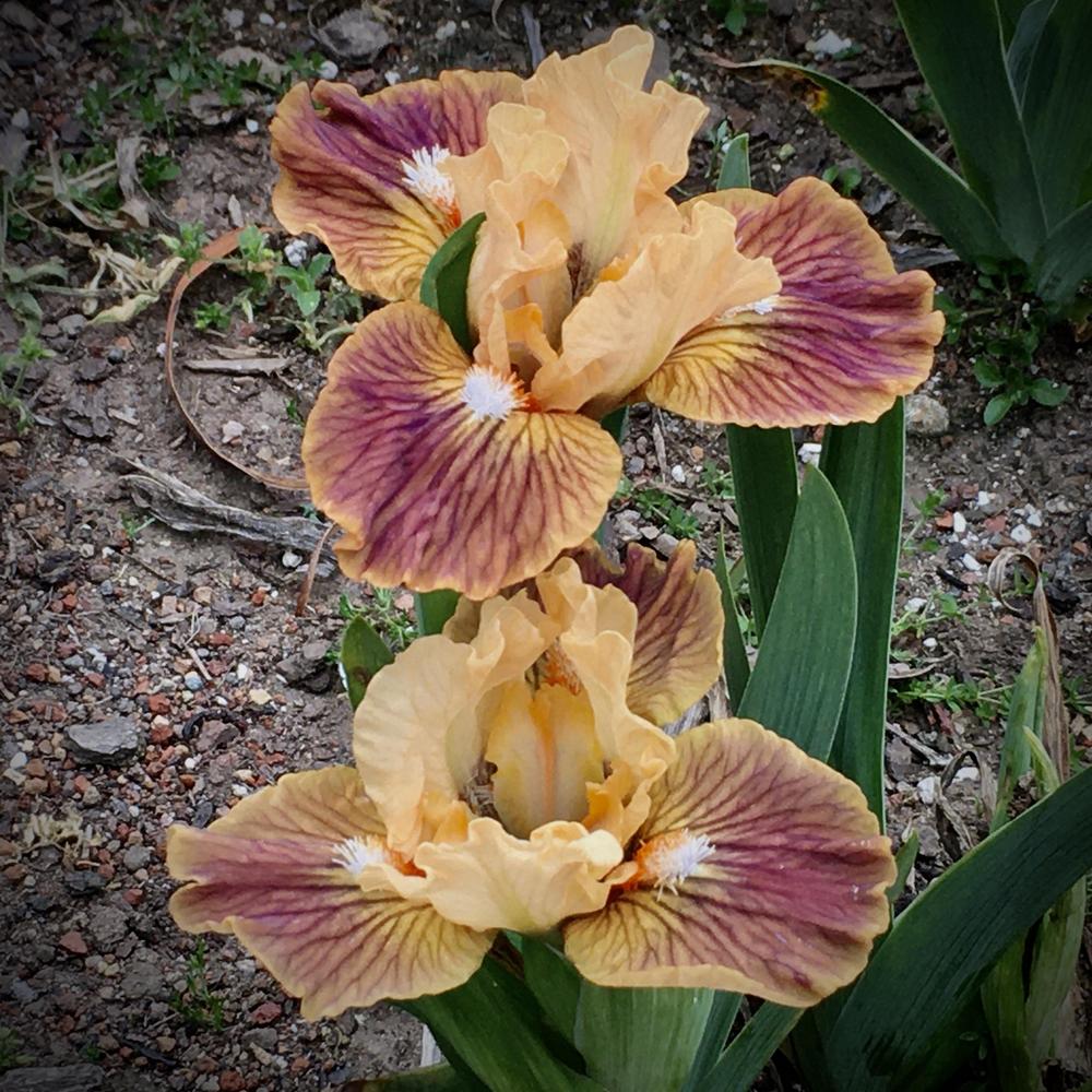 Photo of the bloom of Standard Dwarf Bearded Iris (Iris 'Alberta Peach ...