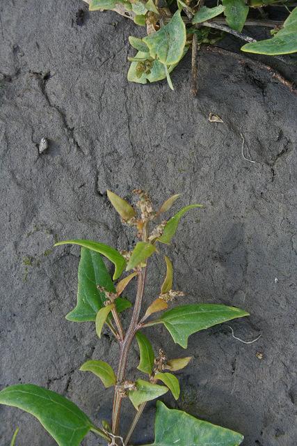 Photo of the bloom of Triangle orache (Atriplex prostrata) posted by ...