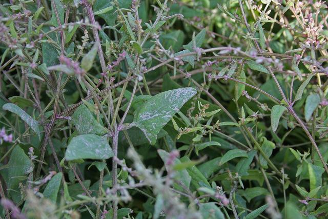 Photo of the leaves of Triangle orache (Atriplex prostrata) posted by ...