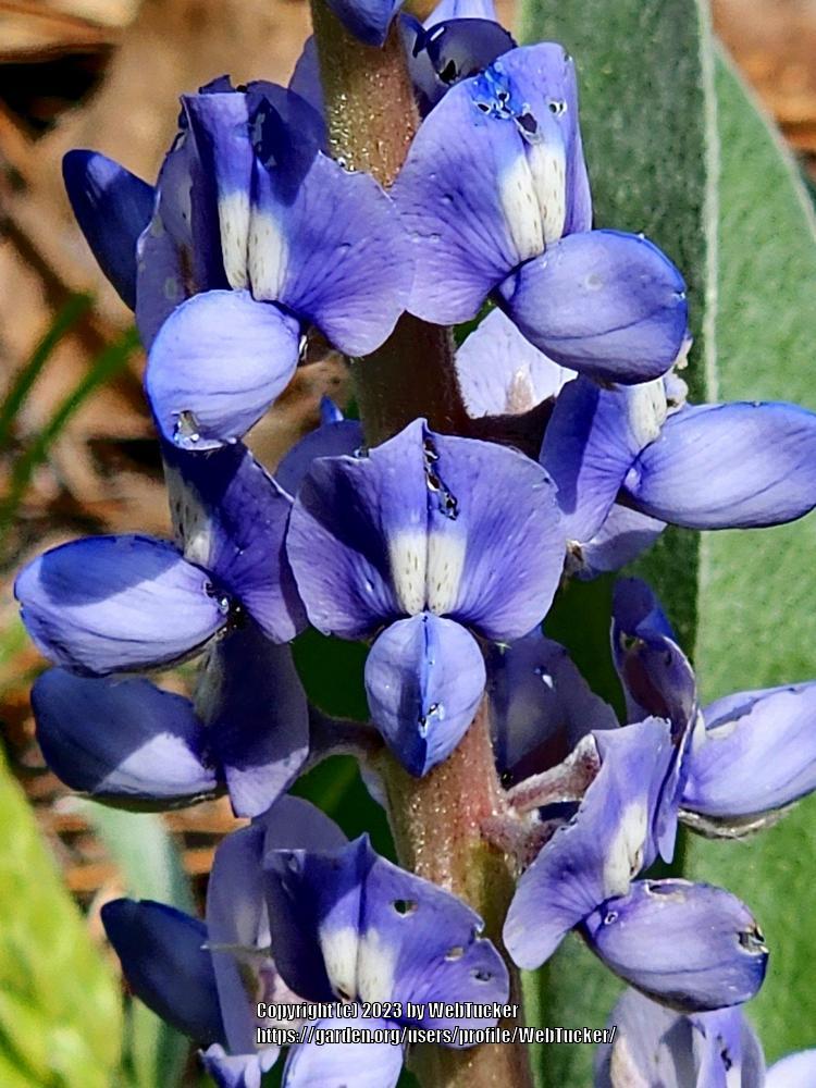 Photo of the bloom of Sky-blue Lupine (Lupinus diffusus) posted by ...
