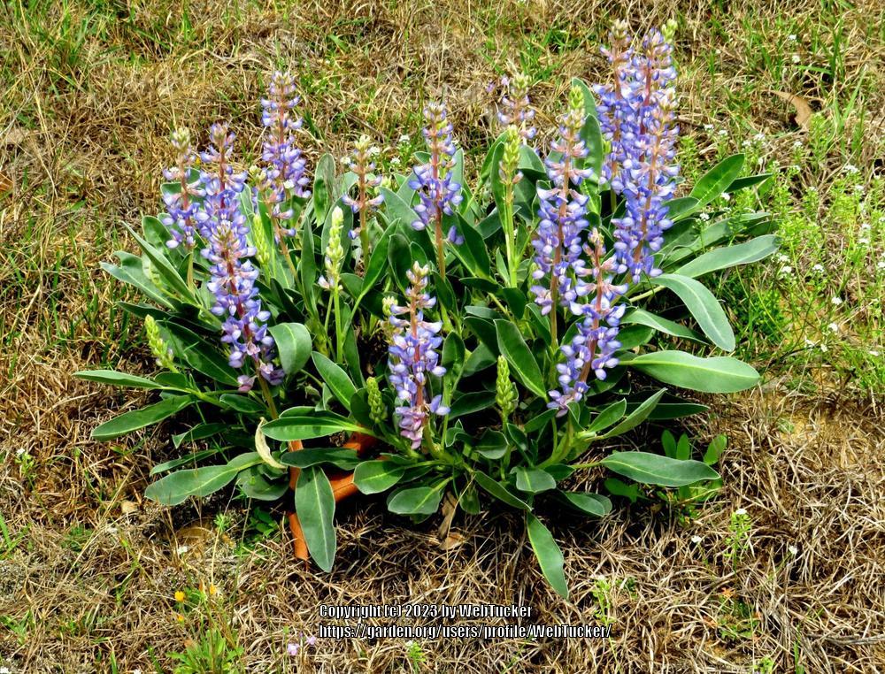 Photo of the entire plant of Sky-blue Lupine (Lupinus diffusus) posted ...