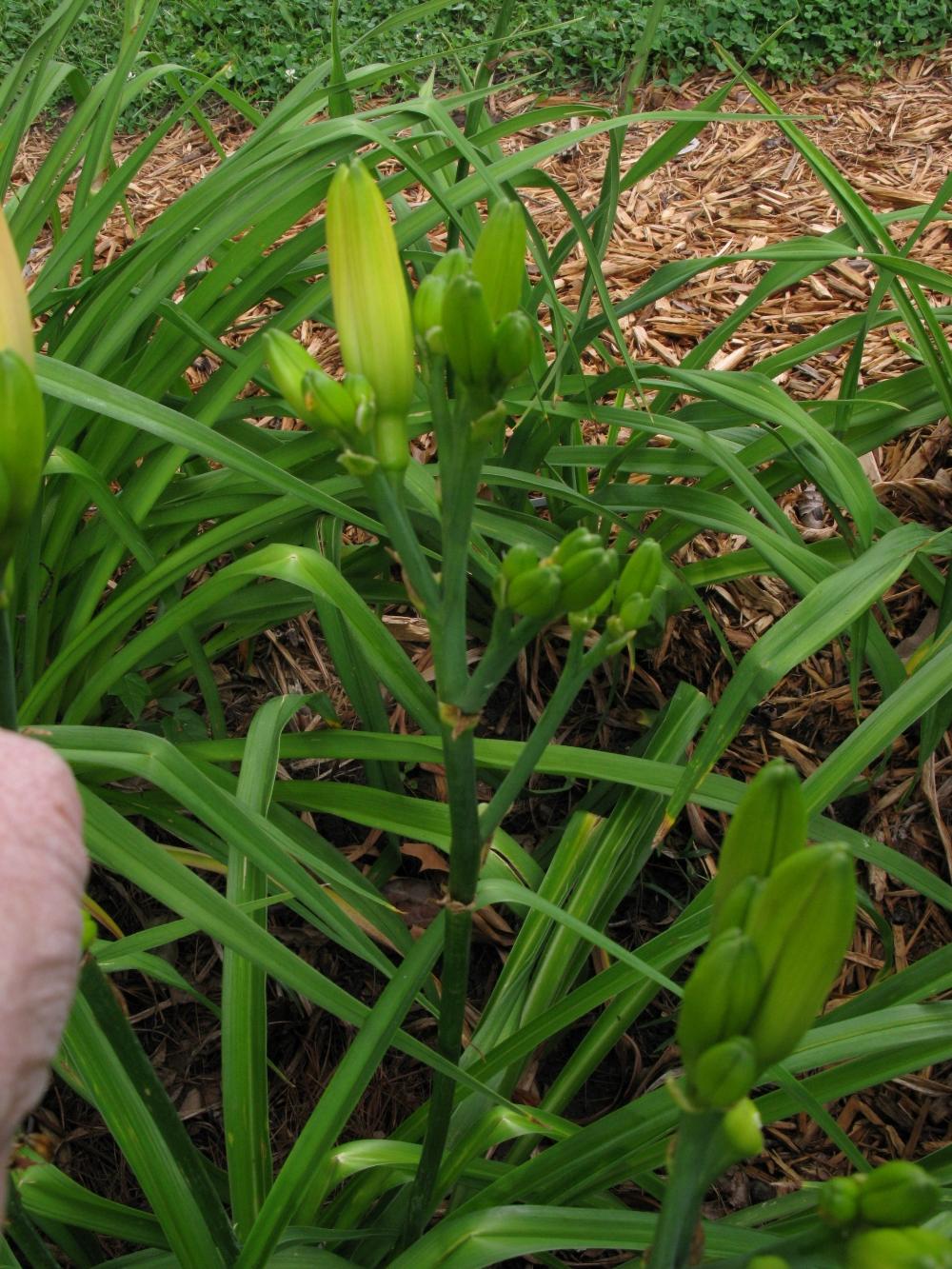 Photo of the stem, scape, stalk or bark of Daylily (Hemerocallis 'Pizza ...