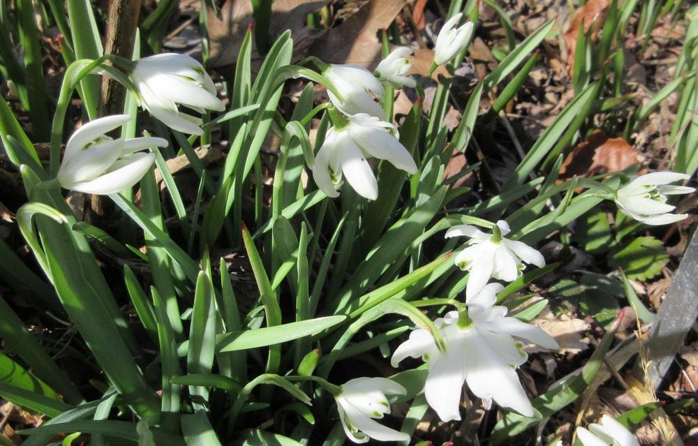Photo of the bloom of Double Common Snowdrop (Galanthus nivalis 'Flore ...