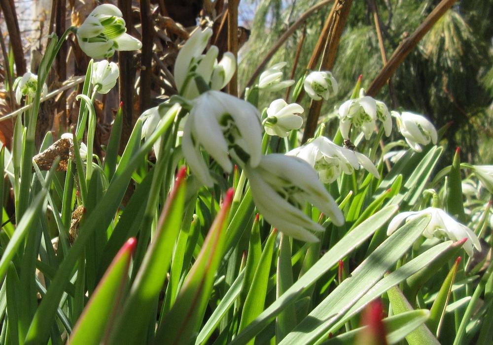 Photo of the entire plant of Double Common Snowdrop (Galanthus nivalis ...