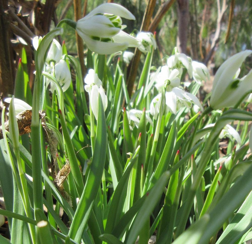 Photo of the entire plant of Double Common Snowdrop (Galanthus nivalis ...