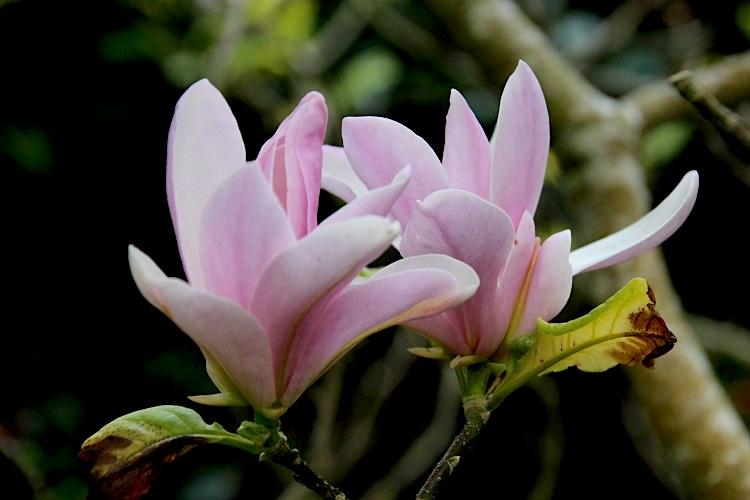 Photo of the bloom of Magnolia 'Pinkie' posted by scvirginia - Garden.org