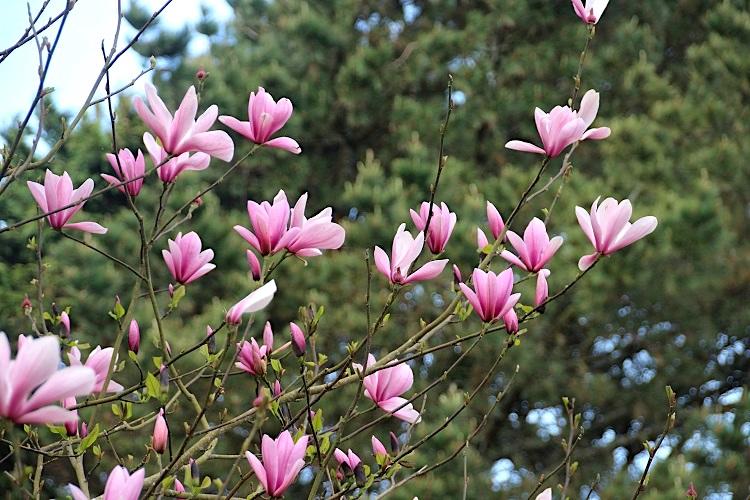 Photo of the bloom of Magnolia 'Galaxy' posted by scvirginia - Garden.org