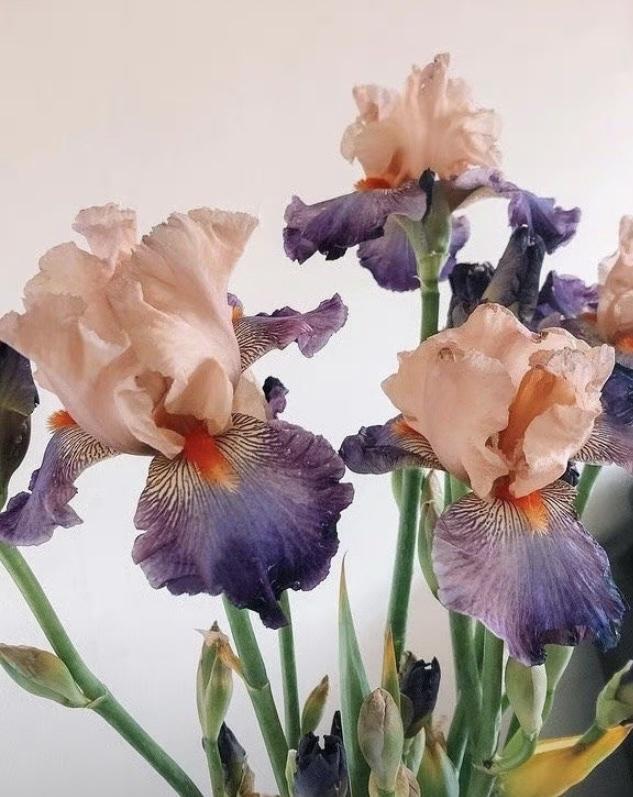Iris ID in the Irises forum - Garden.org