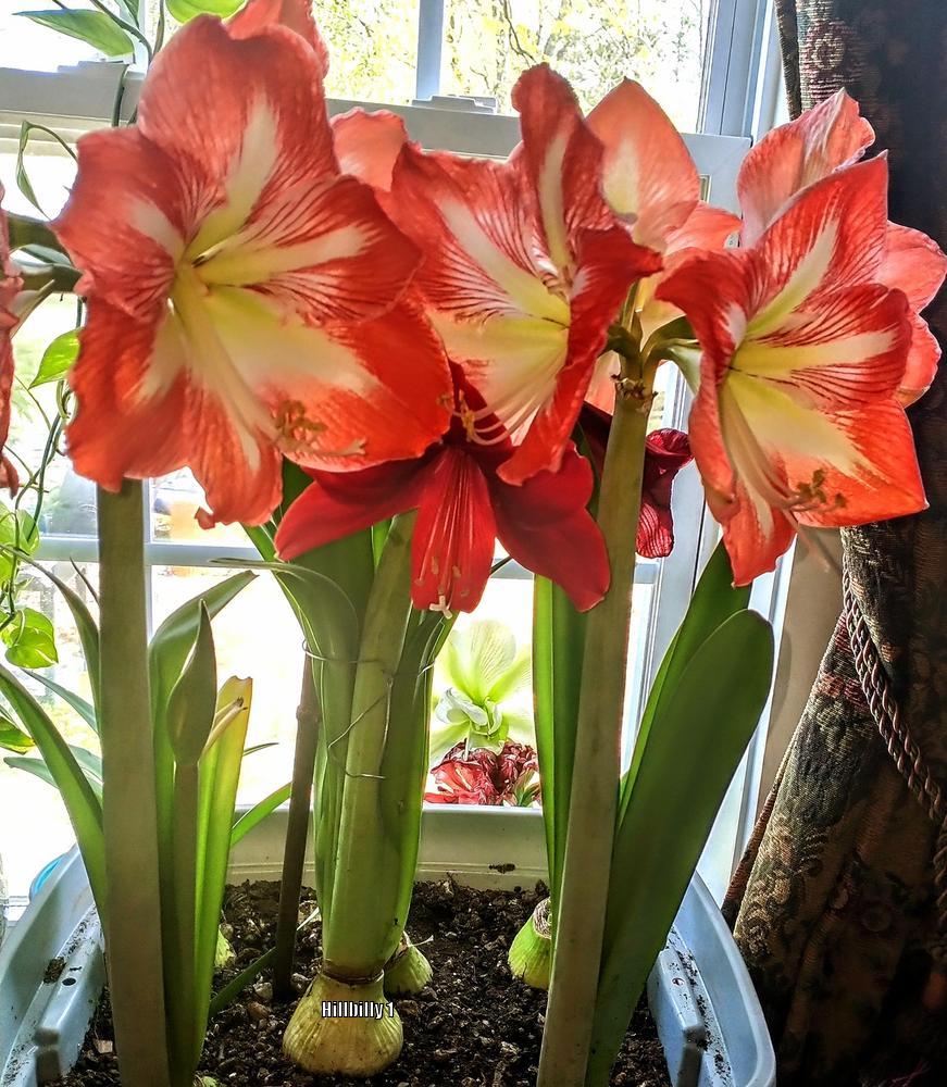 Photo of the entire plant of Amaryllis (Hippeastrum 'Minerva') posted ...