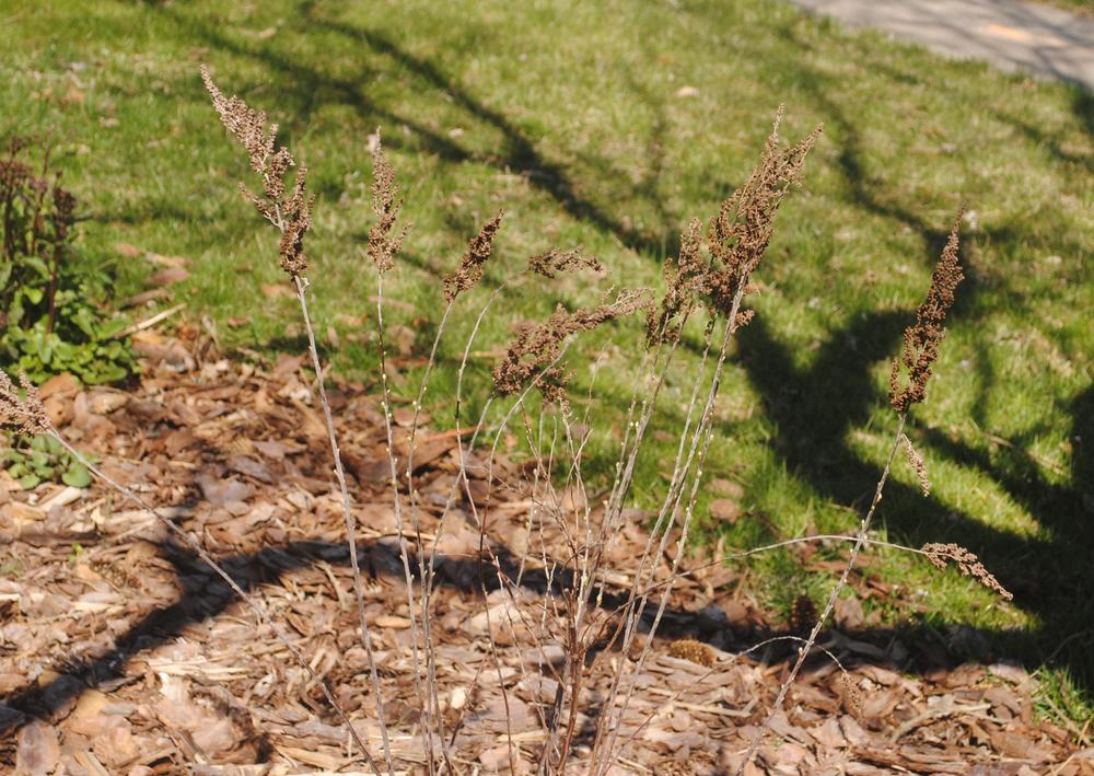 Photo of the fruit of Steeplebush (Spiraea tomentosa) posted by ILPARW ...