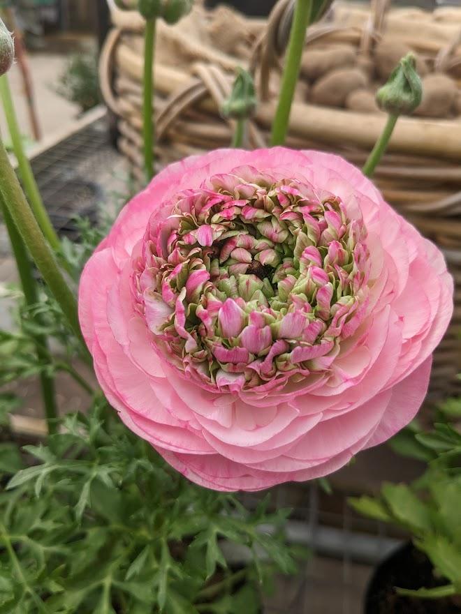 Photo of the bloom of Persian Buttercup (Ranunculus asiaticus 'Amandine ...