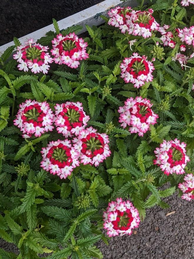 Photo of the entire plant of Verbena (Verbena x hybrida Obsession ...