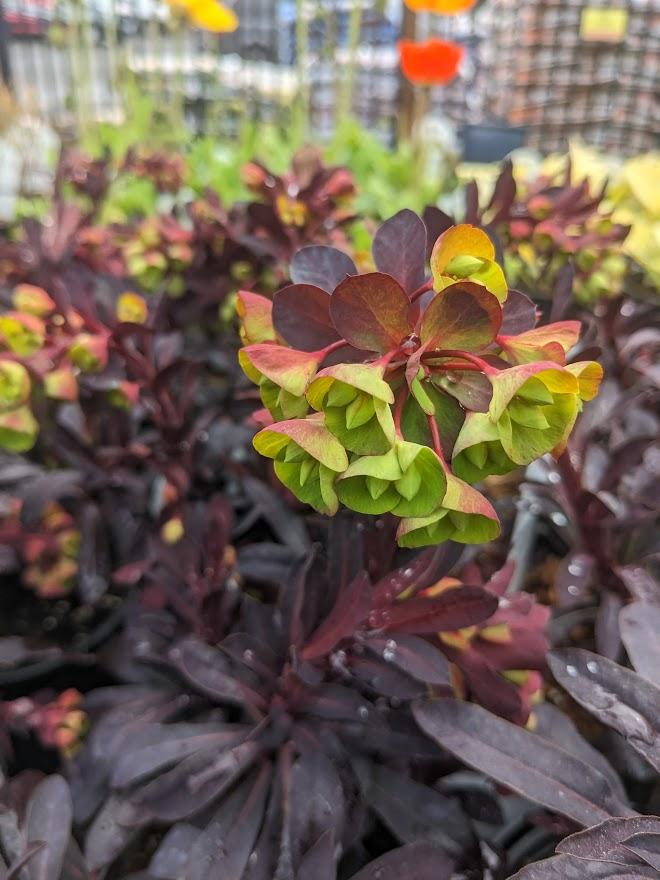 Photo of the entire plant of Wood Spurge (Euphorbia 'Miner's Merlot ...