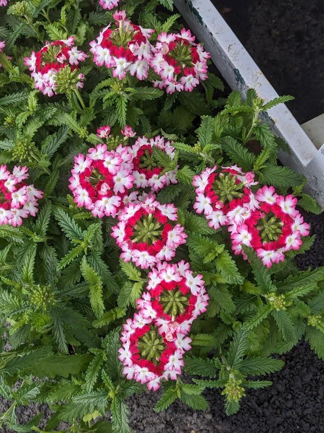 Photo of the entire plant of Verbena (Verbena x hybrida Obsession ...