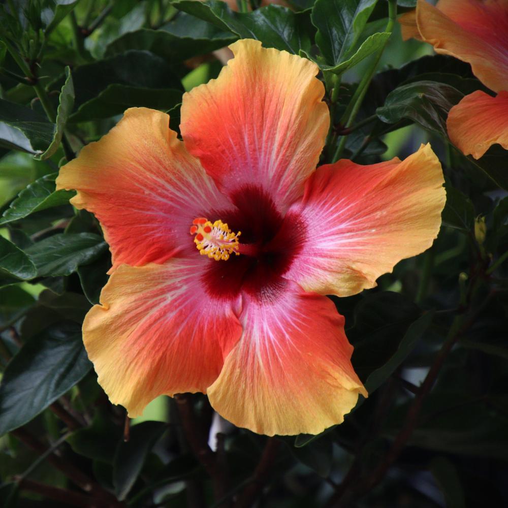Photo of the bloom of Tropical Hibiscus (Hibiscus rosa-sinensis 'Fiesta ...
