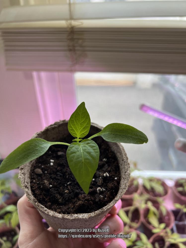 Bell Pepper (Capsicum annuum 'Yellow Monster') in the Peppers Database ...