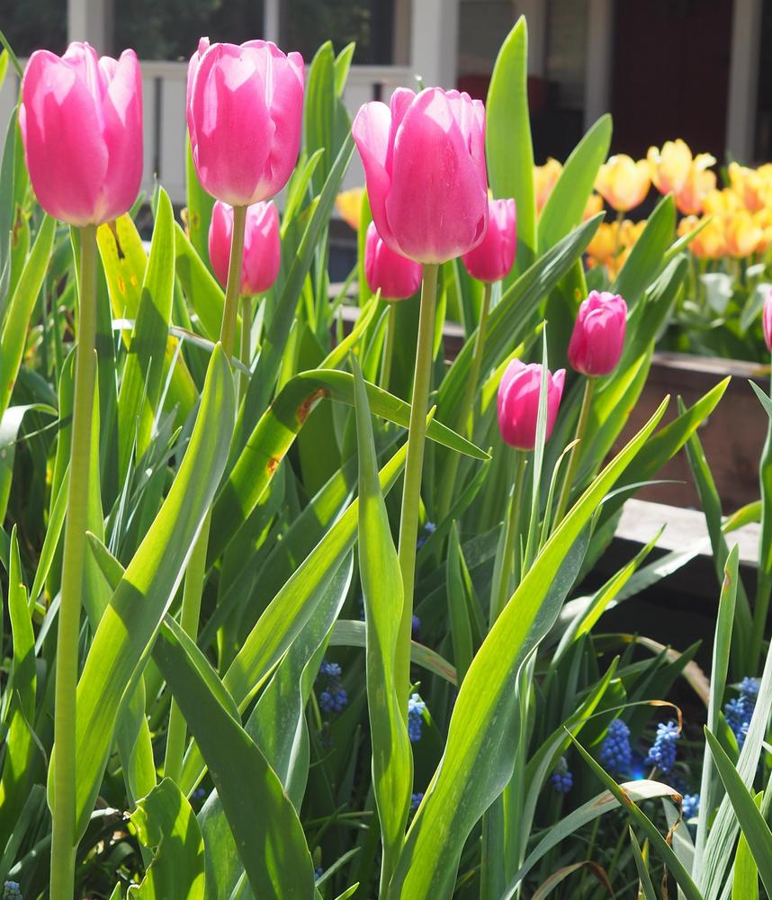 Photo of the entire plant of Triumph Tulip (Tulipa 'Topkapi') posted by ...