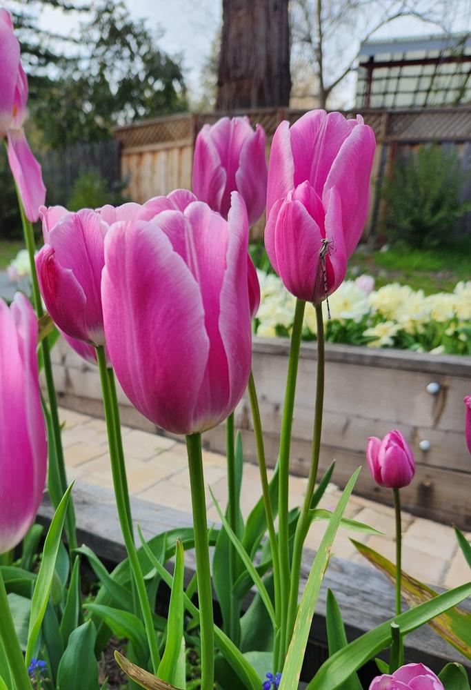 Photo of the bloom of Triumph Tulip (Tulipa 'Topkapi') posted by This ...