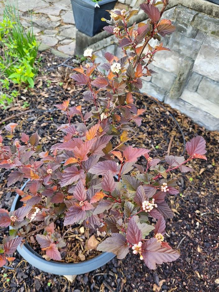 Eastern Ninebark (Physocarpus opulifolius Ginger Wine™) in the ...
