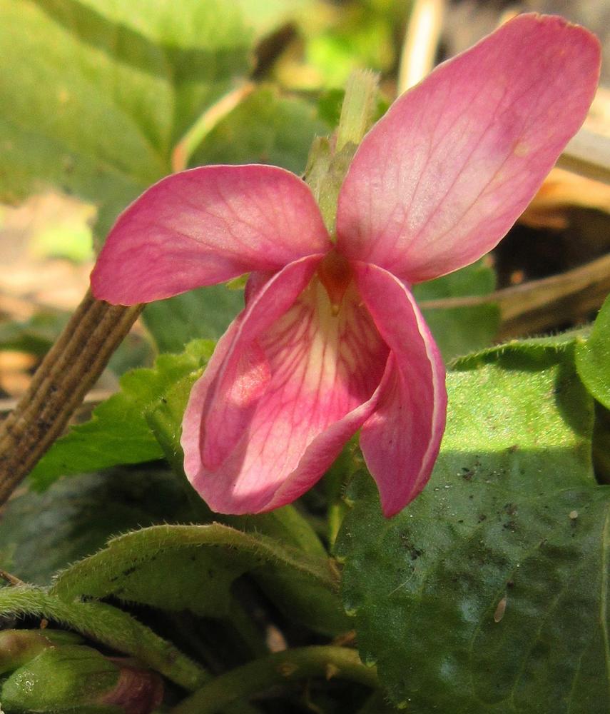 Photo of the bloom of Scented Violet (Viola odorata 'Rosina') posted by ...
