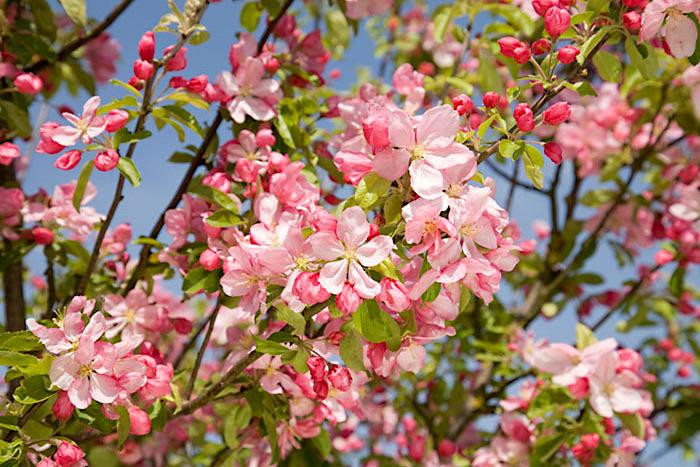 Crabapple (Malus prunifolia 'Cheal's Crimson') in the Apples Database - Garden.org