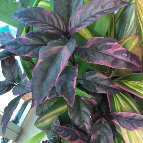 Purple False Eranthemum (Pseuderanthemum carruthersii var ...