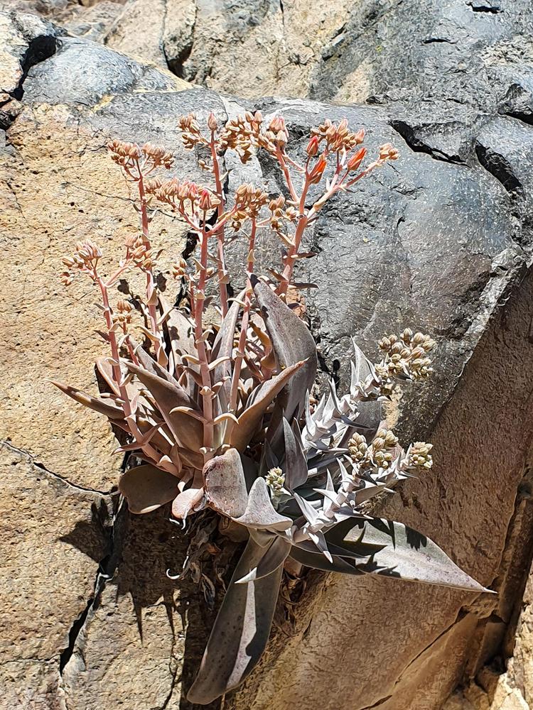 Photo of the habitat view of Lanceleaf Live-Forever (Dudleya lanceolata ...