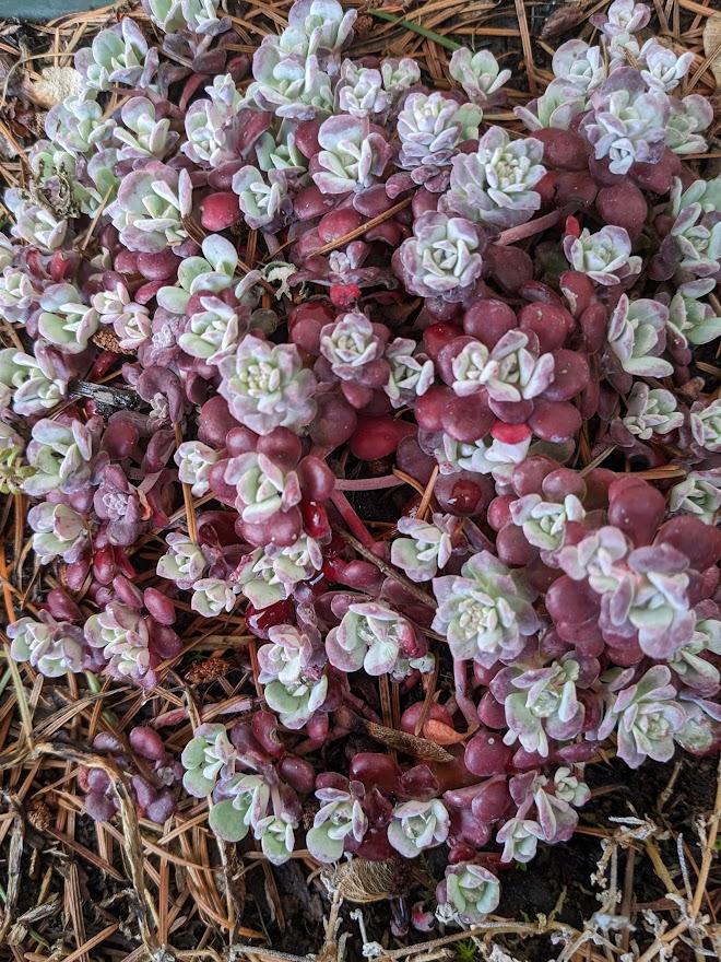 Photo of the entire plant of Pacific Stonecrop (Sedum spathulifolium ...