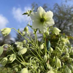 Clematis (Clematis x cartmanii 'Joe') in the Clematis Database - Garden.org