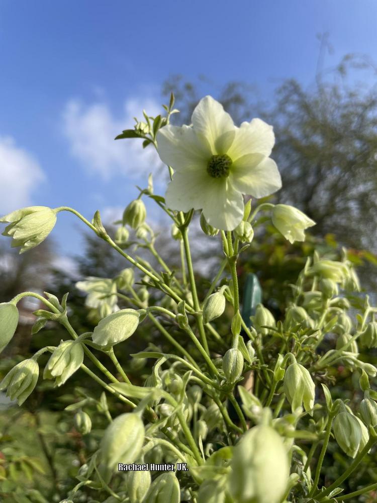 Photo of the bloom of Clematis (Clematis x cartmanii 'Joe') posted by ...