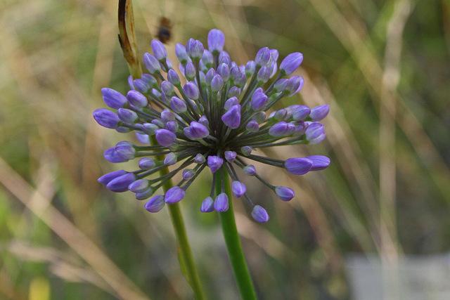 Photo of the closeup of buds, sepals and receptacles of Pink Lily Leek ...