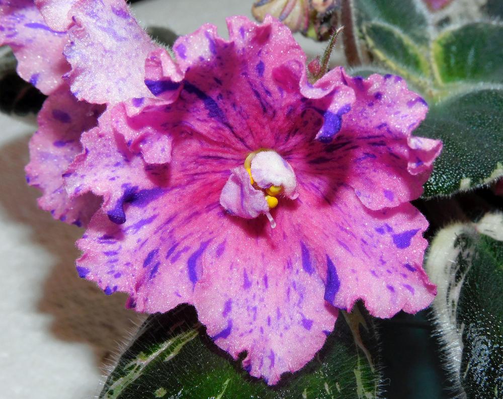 Photo of the closeup of buds, sepals and receptacles of African Violet ...