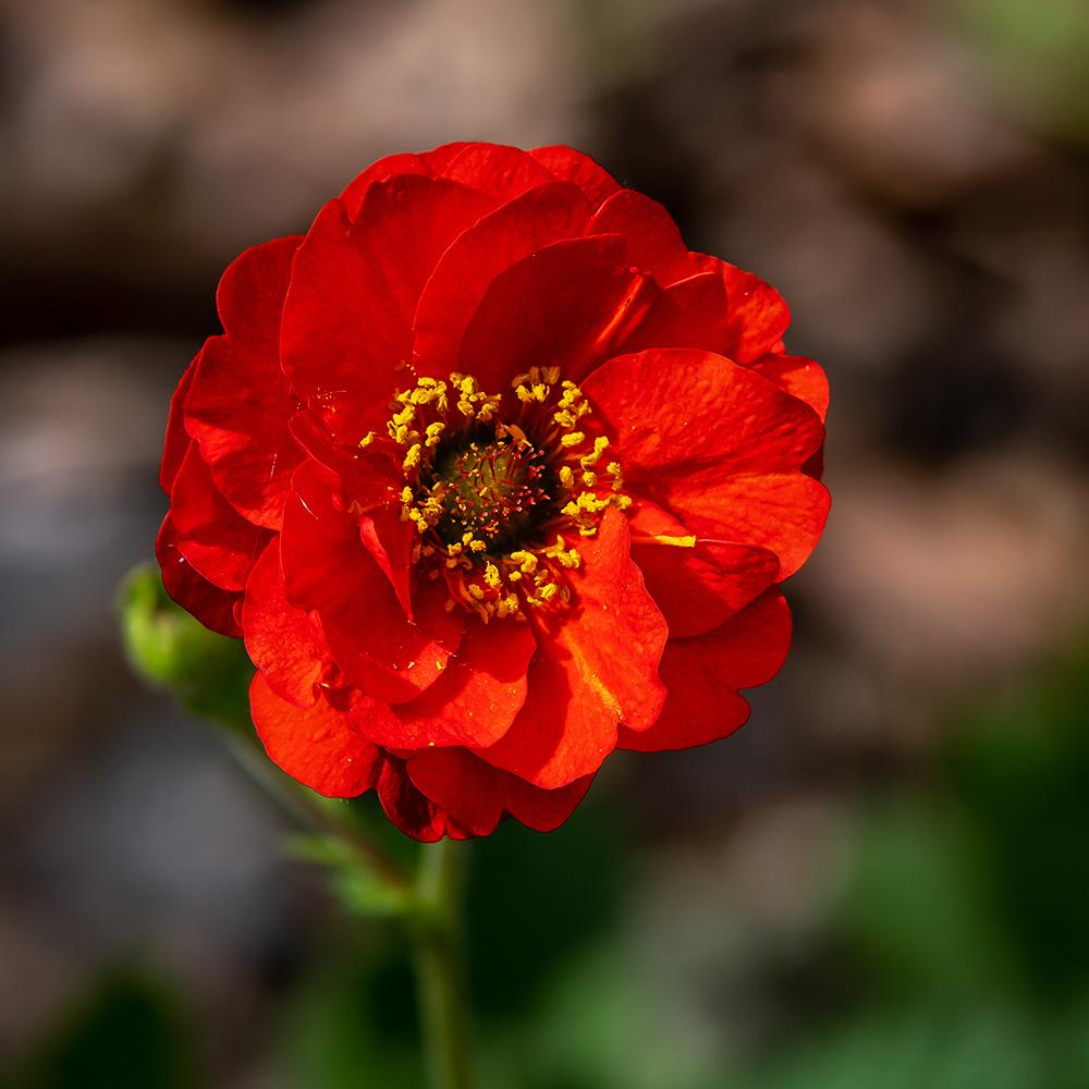Avens (Geum 'Red Dragon') - Garden.org