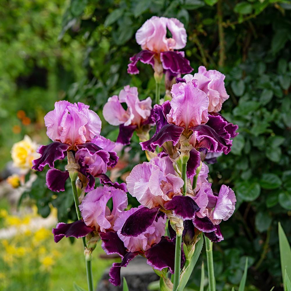 Tall Bearded Iris (Iris 'So Fine') in the Irises Database - Garden.org