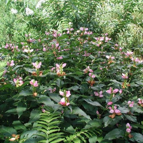 Pink Turtlehead (Chelone lyonii 'Hot Lips') - Garden.org