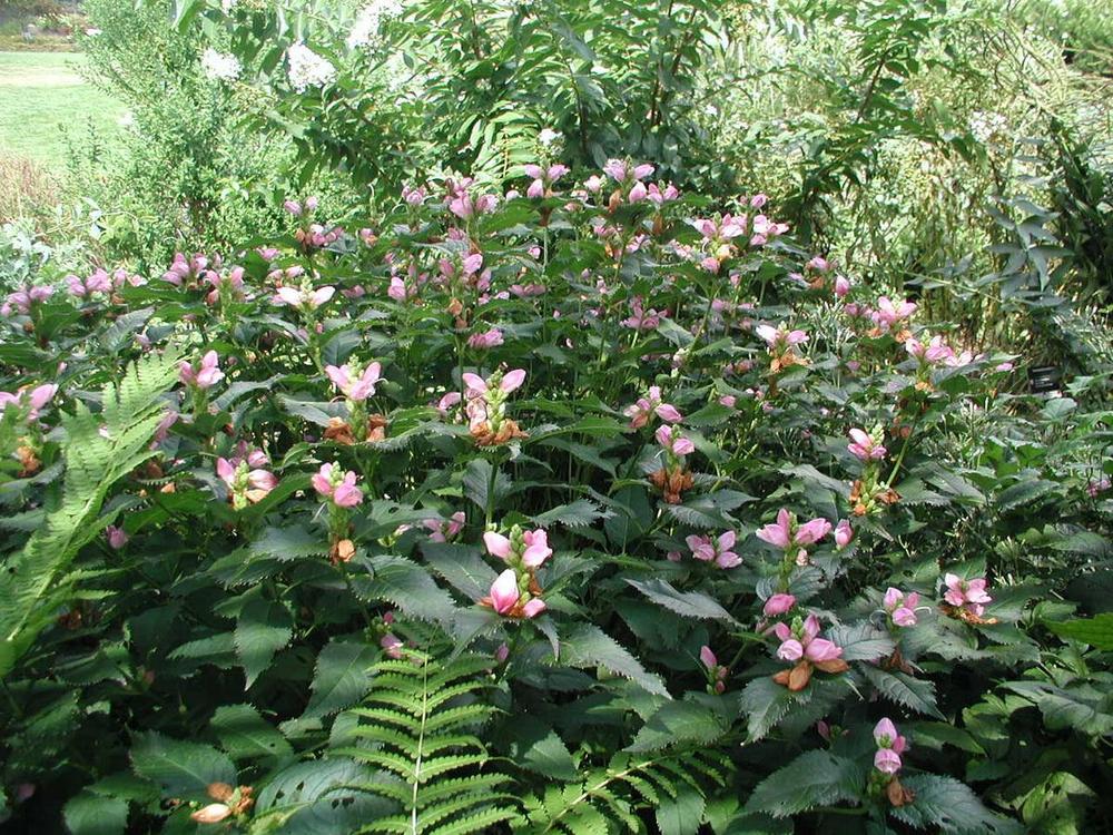 Photo of the entire plant of Pink Turtlehead (Chelone lyonii 'Hot Lips ...
