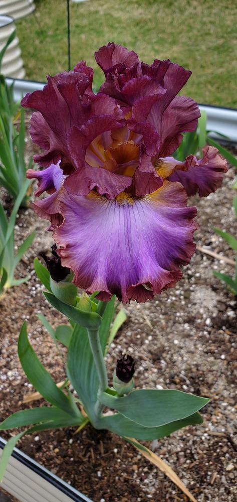 Photo of the bloom of Tall Bearded Iris (Iris 'House Arrest') posted by ...