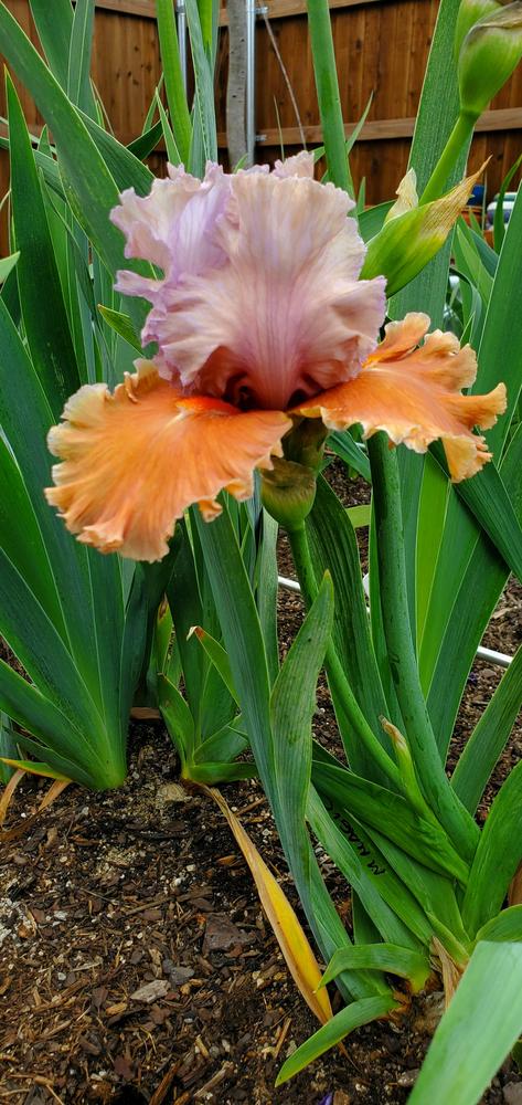 Photo of the bloom of Tall Bearded Iris (Iris 'Maybe Magic') posted by ...