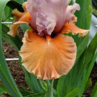 Photo of the bloom of Tall Bearded Iris (Iris 'Maybe Magic') posted by ...