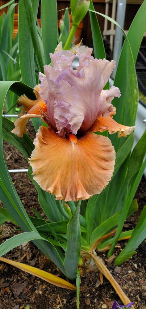 Photo of the bloom of Tall Bearded Iris (Iris 'Maybe Magic') posted by ...