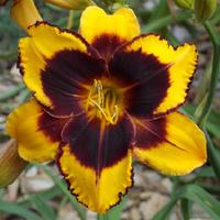 Photo of the bloom of Daylily (Hemerocallis 'Sun Panda') posted by ...