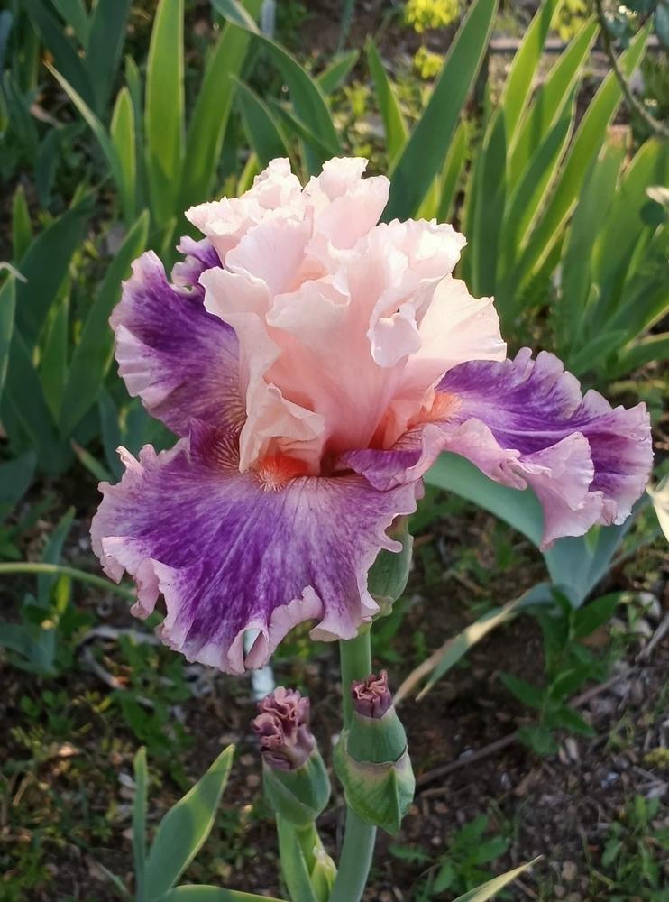 Photo of the bloom of Tall Bearded Iris (Iris 'Fruited Plain') posted by FAIRYROSE - Garden.org