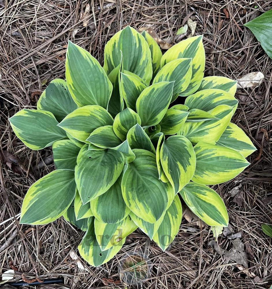 Photo of the entire plant of Hosta 'Bedazzled' posted by Hamwild ...