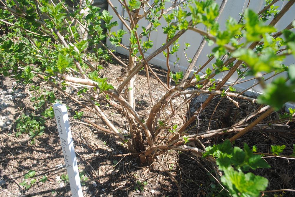 Photo of the stem, scape, stalk or bark of Eastern Ninebark ...